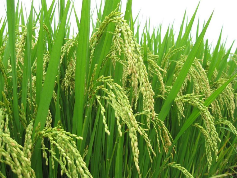 Bông lúa trĩu hạt - Xứ đoàn Thánh Thể Nguồn Sống